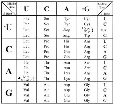 Quando il DNA fa Blackjack: i 21 amminoacidi - Bar Scienza