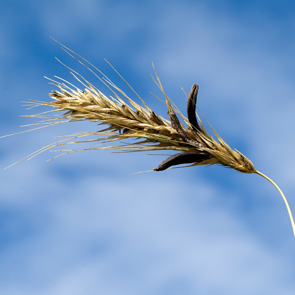 La storia dell’Ergotismo e di quella grandissima cornuta di una segale ...